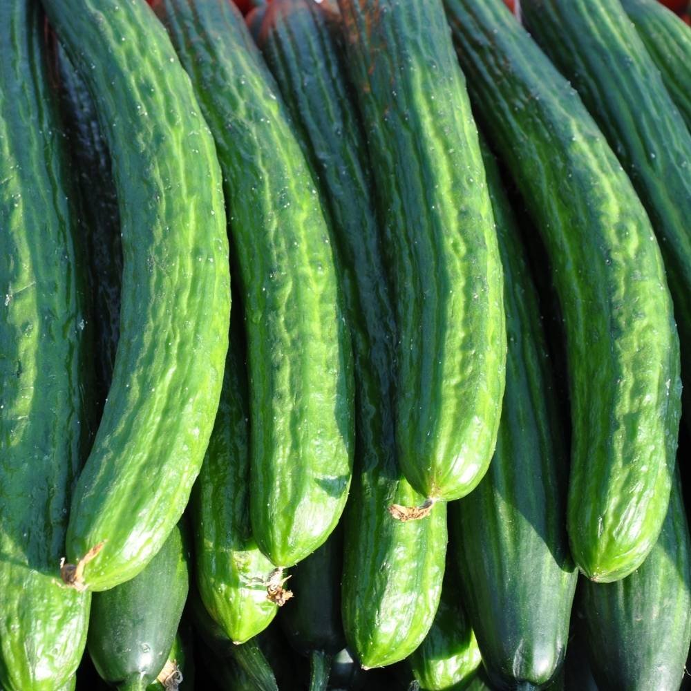 Concombre Arménien (1/2 kg) - Vallée Des Sens
