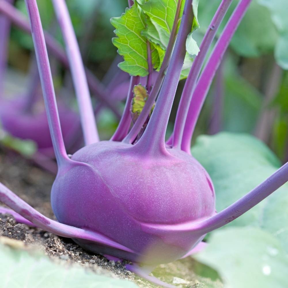 Chou Rave Violet (2 Unités) - Vallée Des Sens